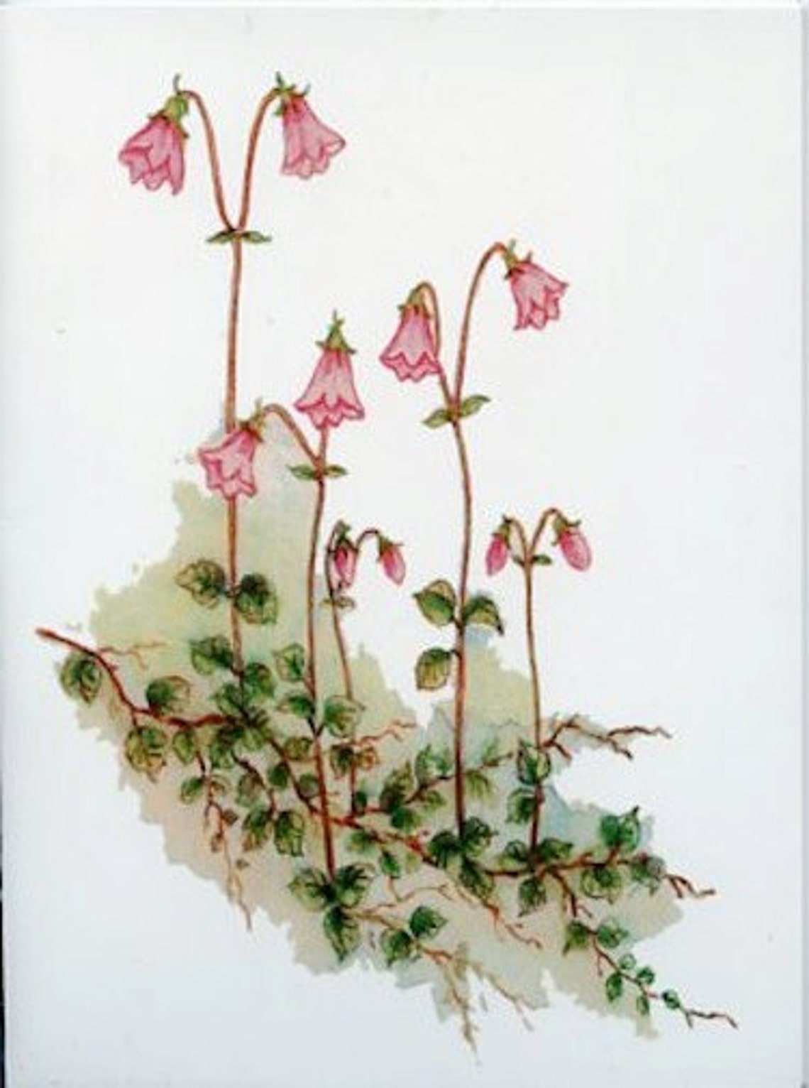 Swedish Linnea Flowers Note Cards - 12 Blank Cards With White Envelopes ...