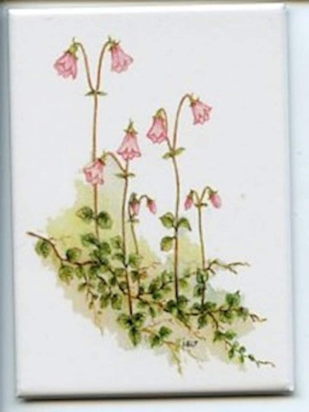 Swedish Linnea Flowers Magnet #REM298 Province Flower of Smaland ...