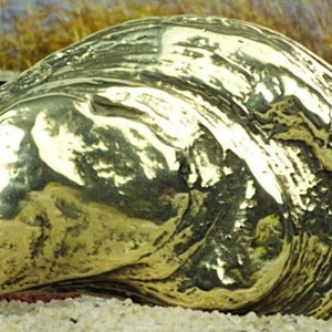 Eastern Atlantic Oyster Shell Buckle - Etsy