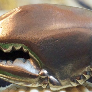 Pincher Claw Lobster Buckle - Etsy