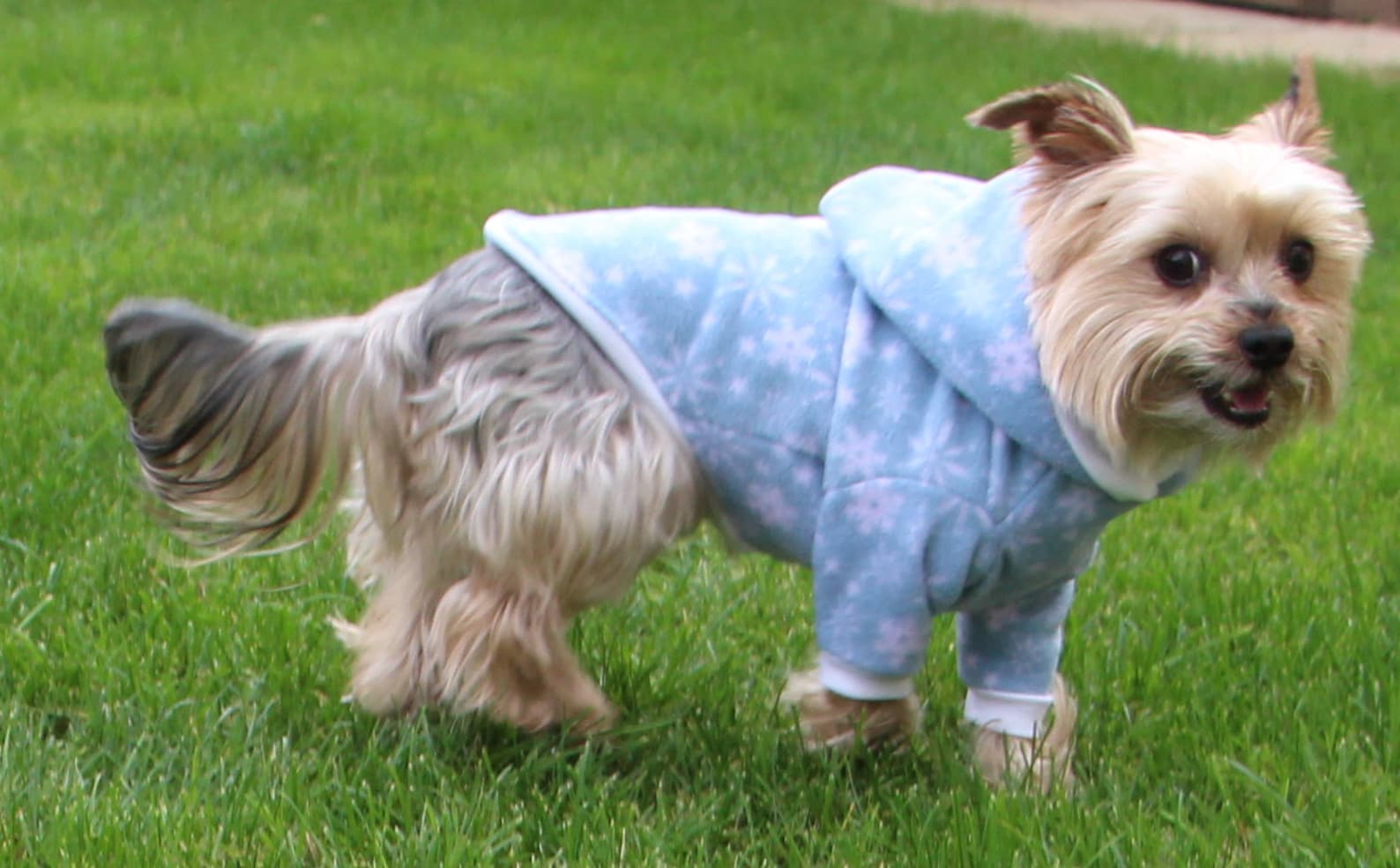 6 Sizes - Dog Sweater PDF Sewing Pattern MEDIUM (7-12) Fido - Etsy