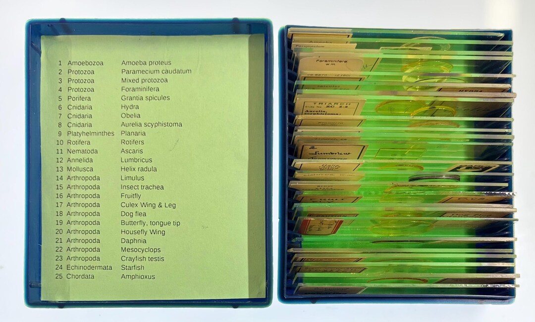 Invertebrate Microscope Slide Set Zoology Study Parasite Insect Aquatic ...