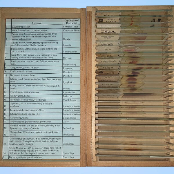 Microscope Slides - Etsy