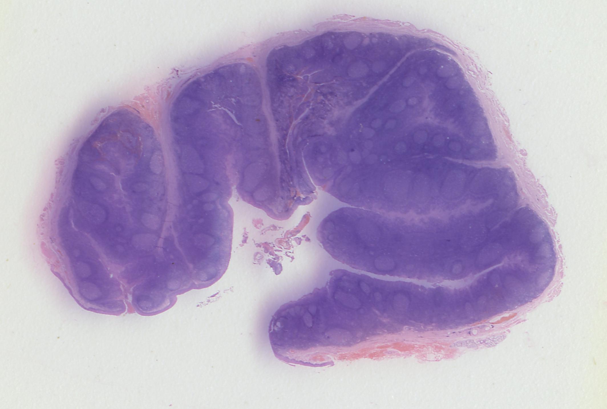 Mammal Histology Microscope Slides Set LEARN ORGAN SYSTEMS Homeschool ...