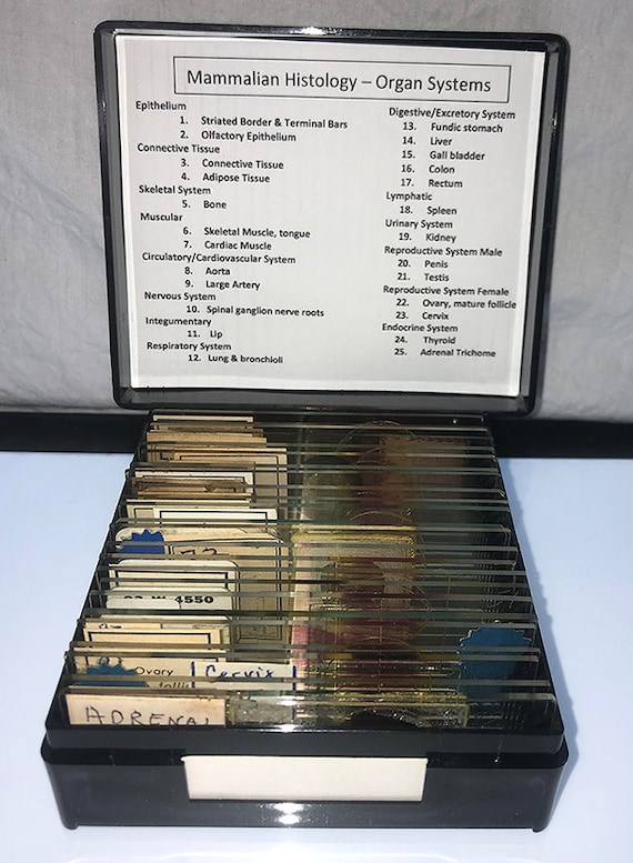 Mammalian Histology Microscope Slides Set LEARN ORGAN SYSTEMS - Etsy