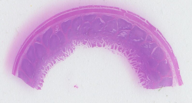 Mammal Histology Microscope Slides Set LEARN ORGAN SYSTEMS Homeschool ...