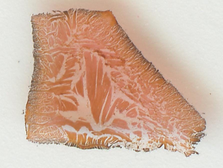 Mammal Histology Microscope Slides Set LEARN ORGAN SYSTEMS Homeschool ...