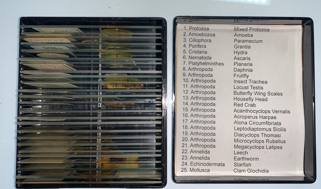Invertebrate Microscope Slide Set Zoology Study Parasite Insect Aquatic ...