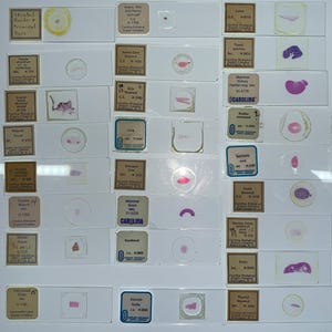 Mammal Histology Microscope Slides Set LEARN ORGAN SYSTEMS Homeschool ...