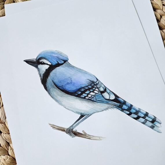 Blue Jay And Cardinal Drawing