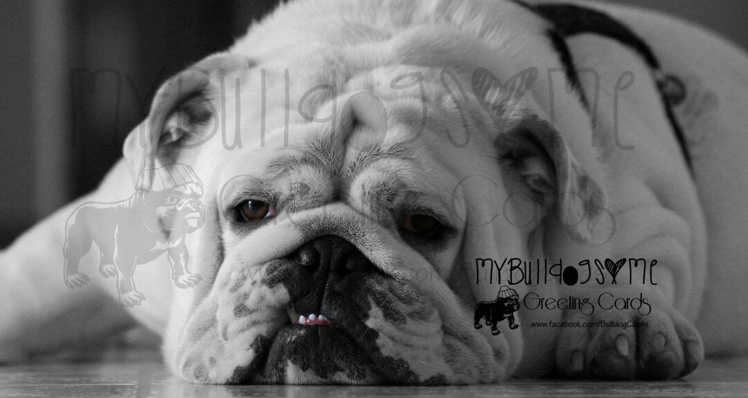 Card 58 / Poopy Chesty English Bulldog Sorry Things Are Poopy Greeting ...