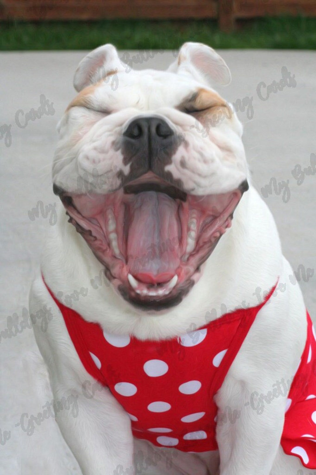 Card #14 / Scream ~ Congratulations English Bulldog Greeting Card - Etsy