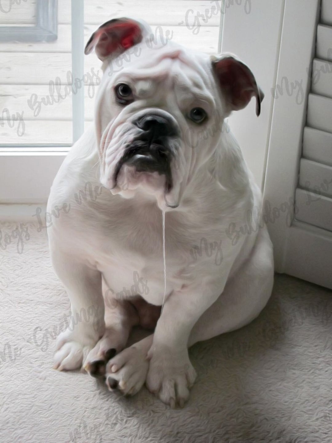 Card #20 / Drool ~ English Bulldog Anniversary Greeting Card - Etsy
