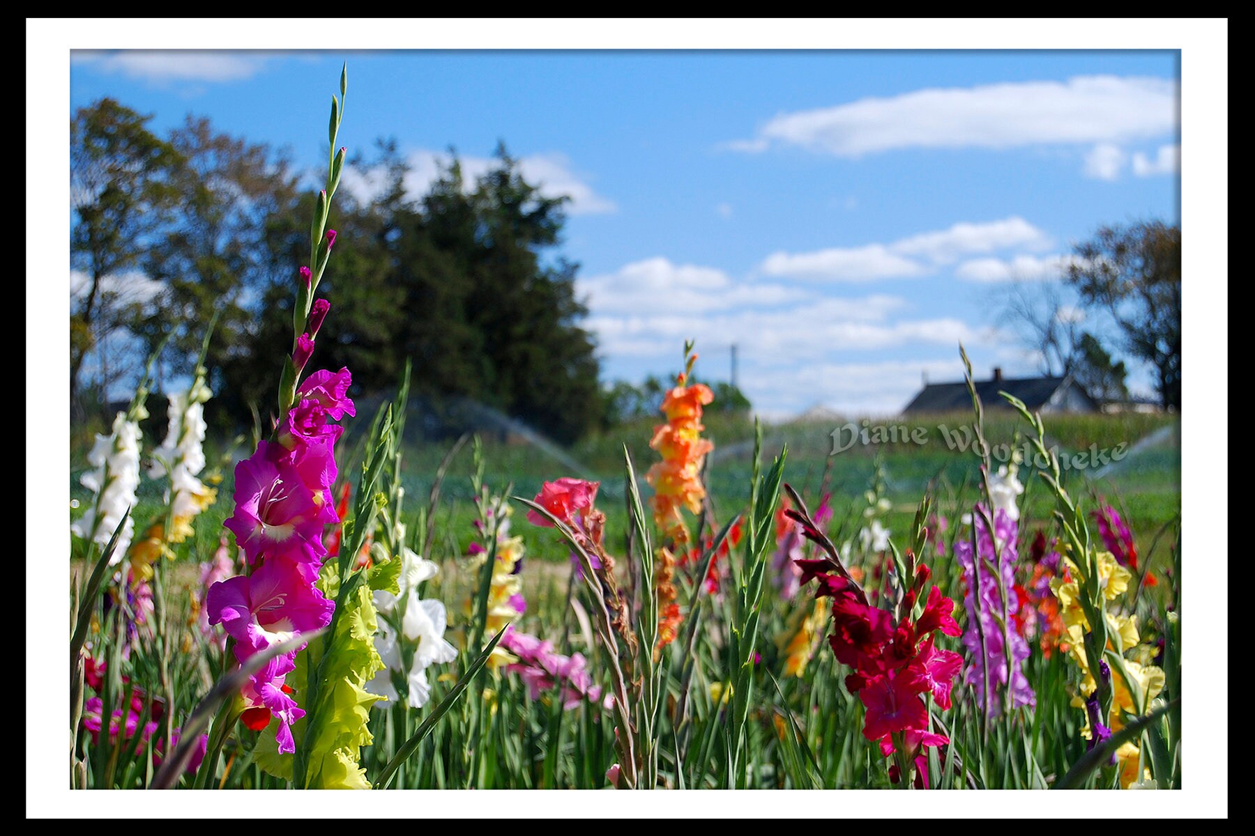 Gladiola, Farm, Blue Sky, Fine Art Photography, Photograph, Multicolor ...
