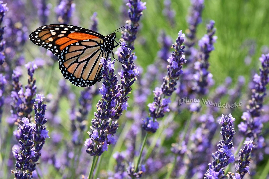 Lavender, Monarch, Butterfly, Flower, Purple, Serene, Peaceful, Fine ...