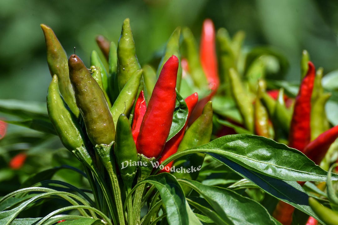 Triptych of Red Hot Chili Pepper Plants in Garden, Three Photographs ...