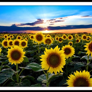 Sunflower, Sunset, Fine Art Photography, Photograph, Flower, Nature ...