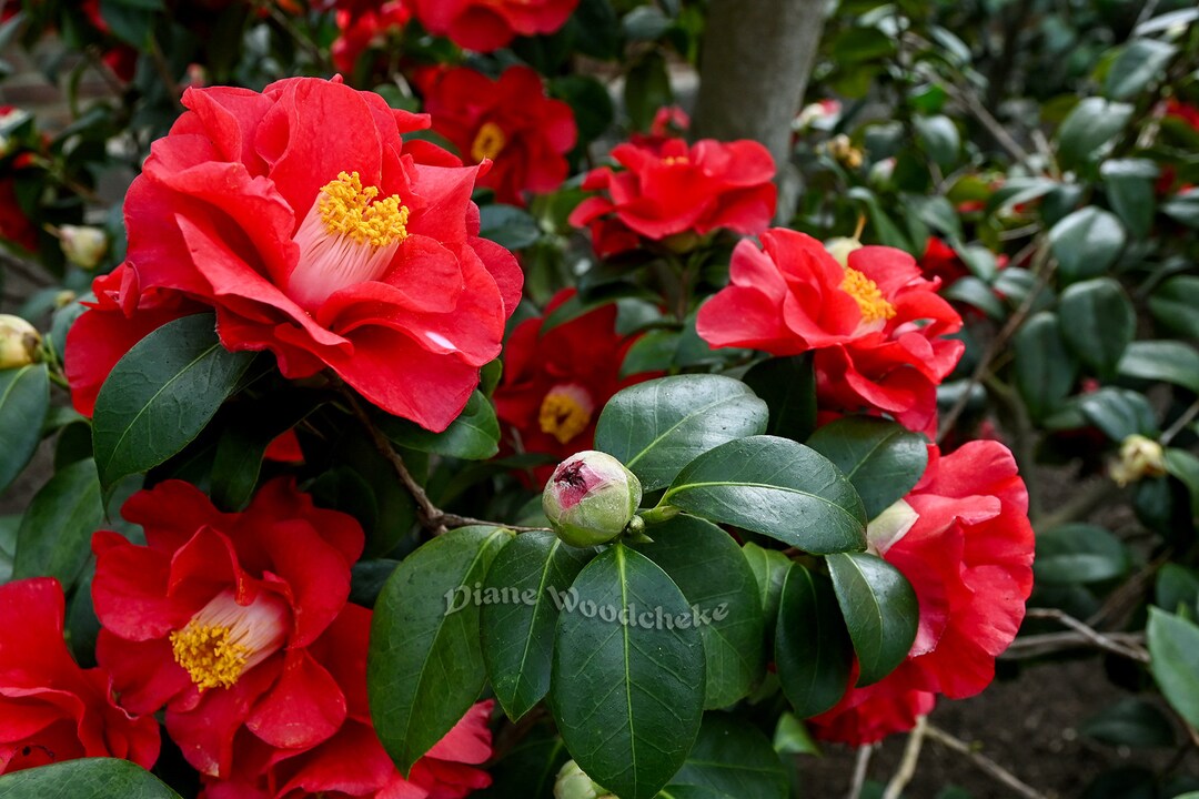 Camellia, Red, Green, Fine Art Photography, Photograph, Flower, Nature ...