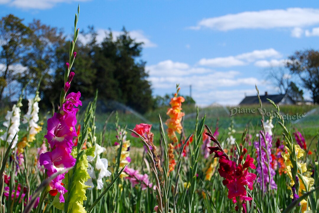 Gladiola, Farm, Blue Sky, Fine Art Photography, Photograph, Multicolor ...
