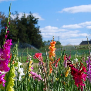 Gladiola, Farm, Blue Sky, Fine Art Photography, Photograph, Multicolor ...