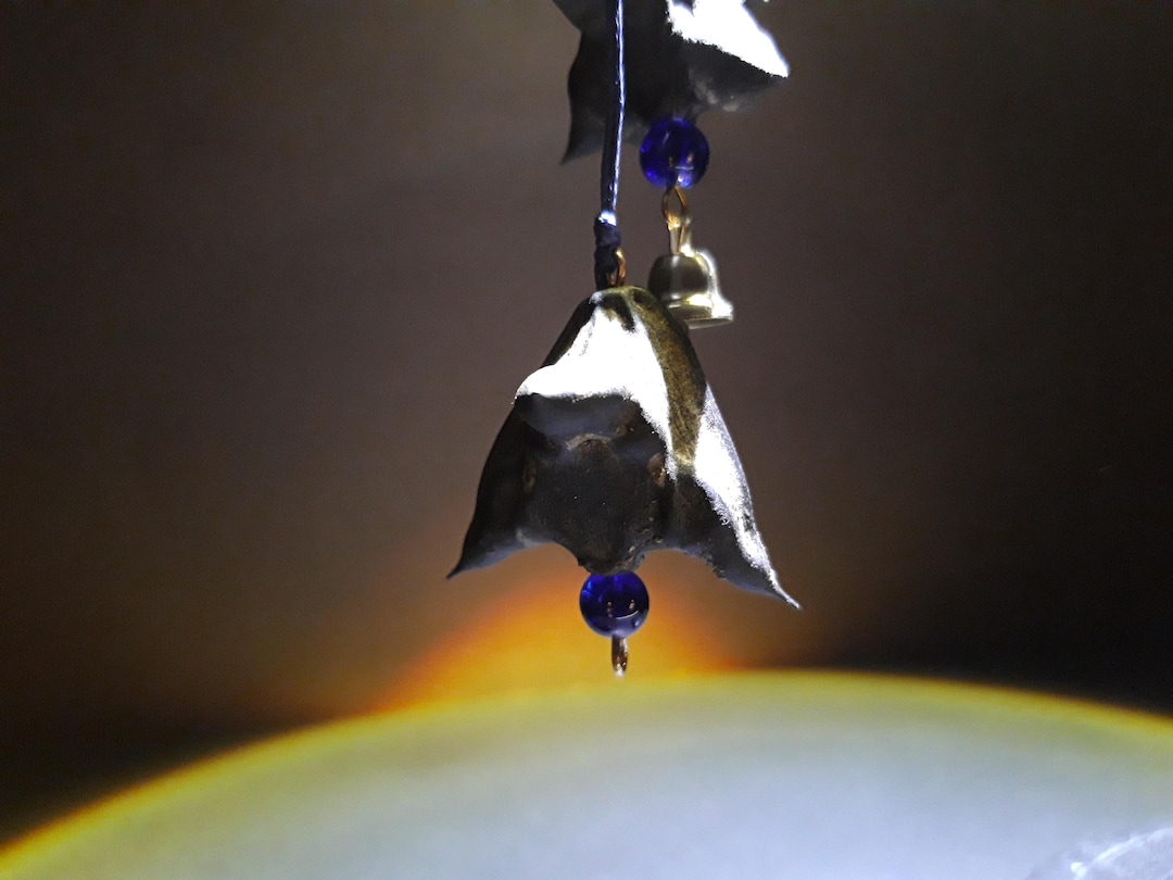 Devils Pod Trapa Natans Protective Amulet Charm Witch's Ladder Talisman ...