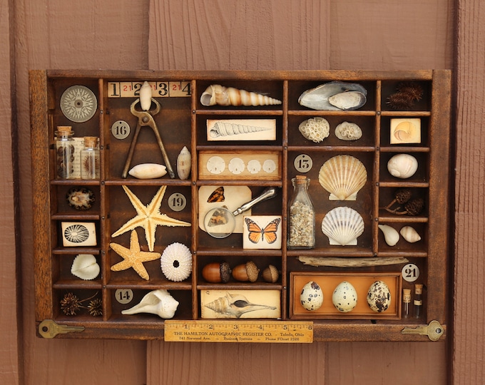 The Naturalist Tray Found Object Assemblage Art Printers | Etsy