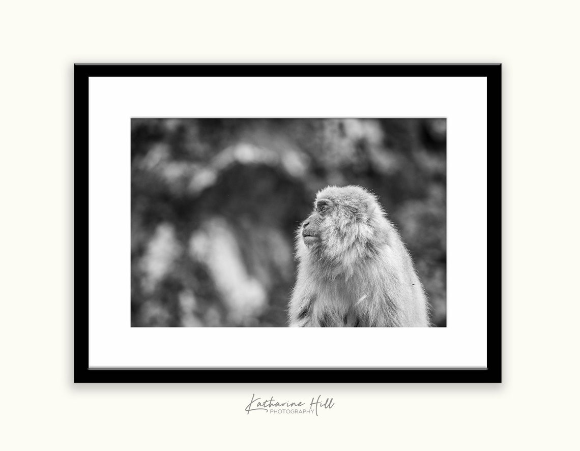 Snow Monkey, Japan, Snow Monkey Art, Black & White Photo Print, Macaque ...