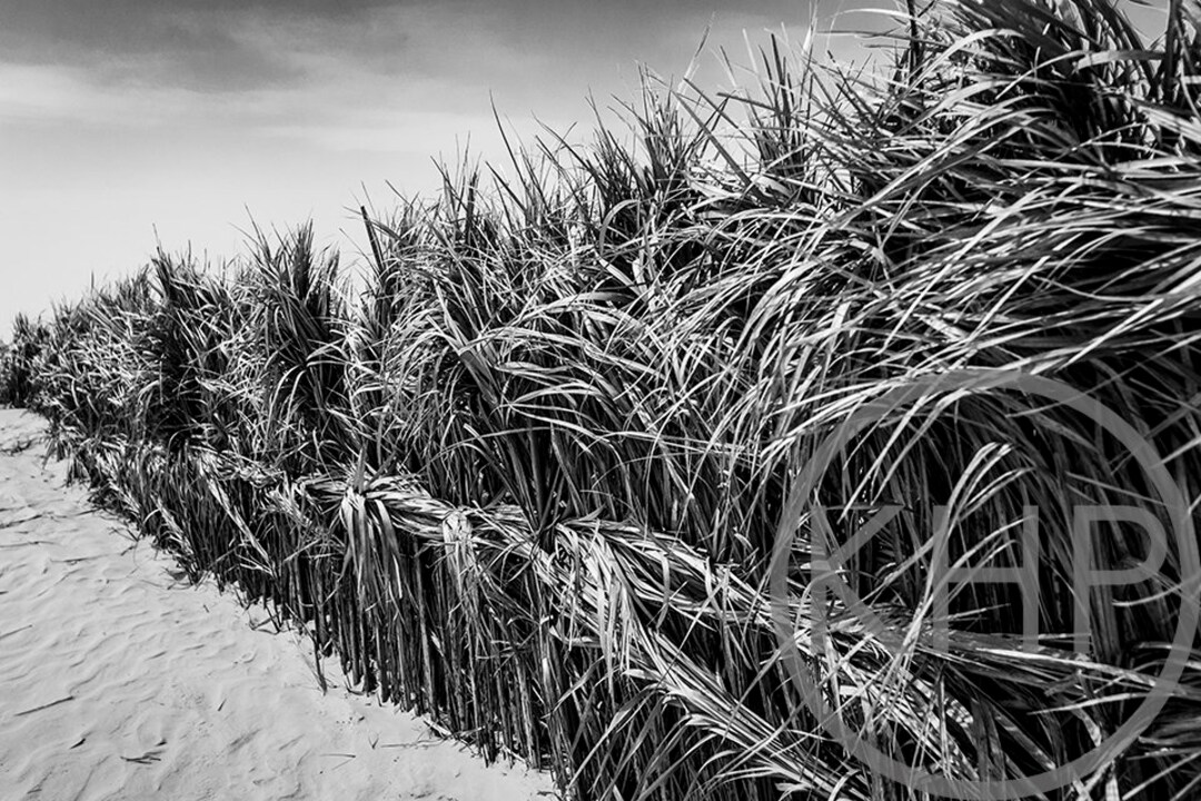Grasses, Sahara Desert, Tunisia, Black and White Photographic Print - Etsy