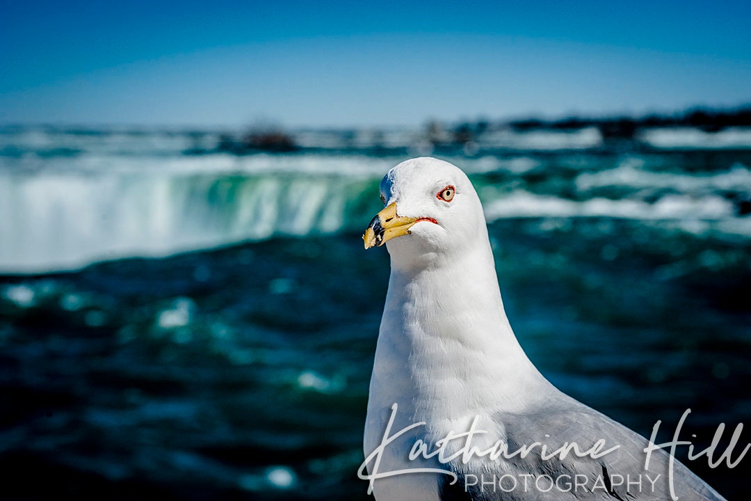 Niagara Seagull Niagara Falls Ontario Canada Colour - Etsy