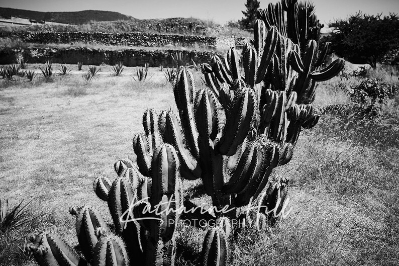 Saguaro Cacti, Mitla, Mexico, Black and White Photographic Art Print ...