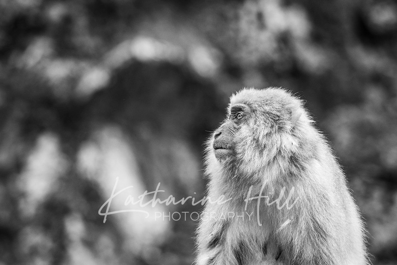 Snow Monkey, Japan, Snow Monkey Art, Black & White Photo Print, Macaque ...
