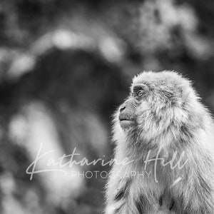 Snow Monkey, Japan, Snow Monkey Art, Black & White Photo Print, Macaque ...