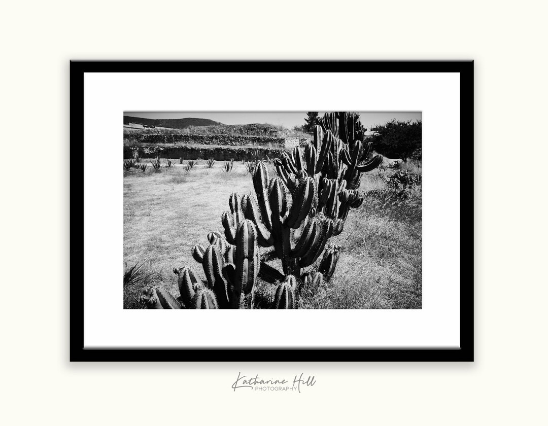 Saguaro Cacti, Mitla, Mexico, Black and White Photographic Art Print ...