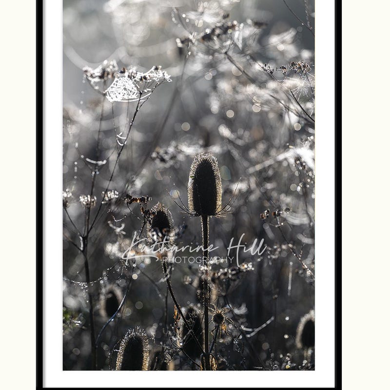 Teasel Plant - Etsy