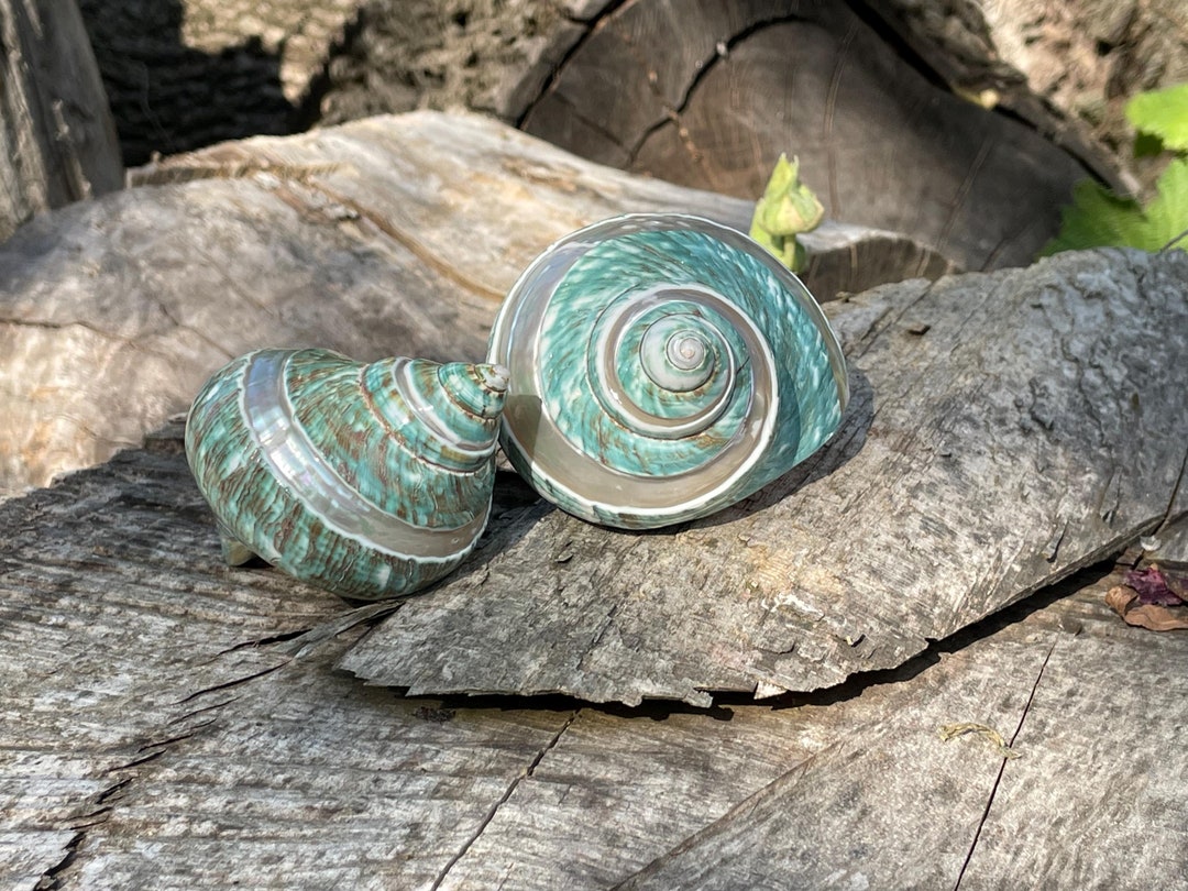 Turban Snail Shell Banded Gift Shell Snail Shell Turquoise Maritime ...