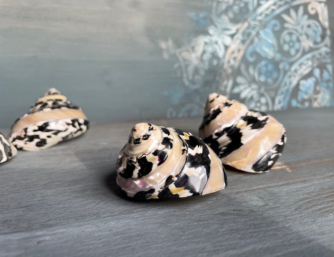 Snail Shell Decoration Cittarium Pica Shells Maritime Decoration Gift ...