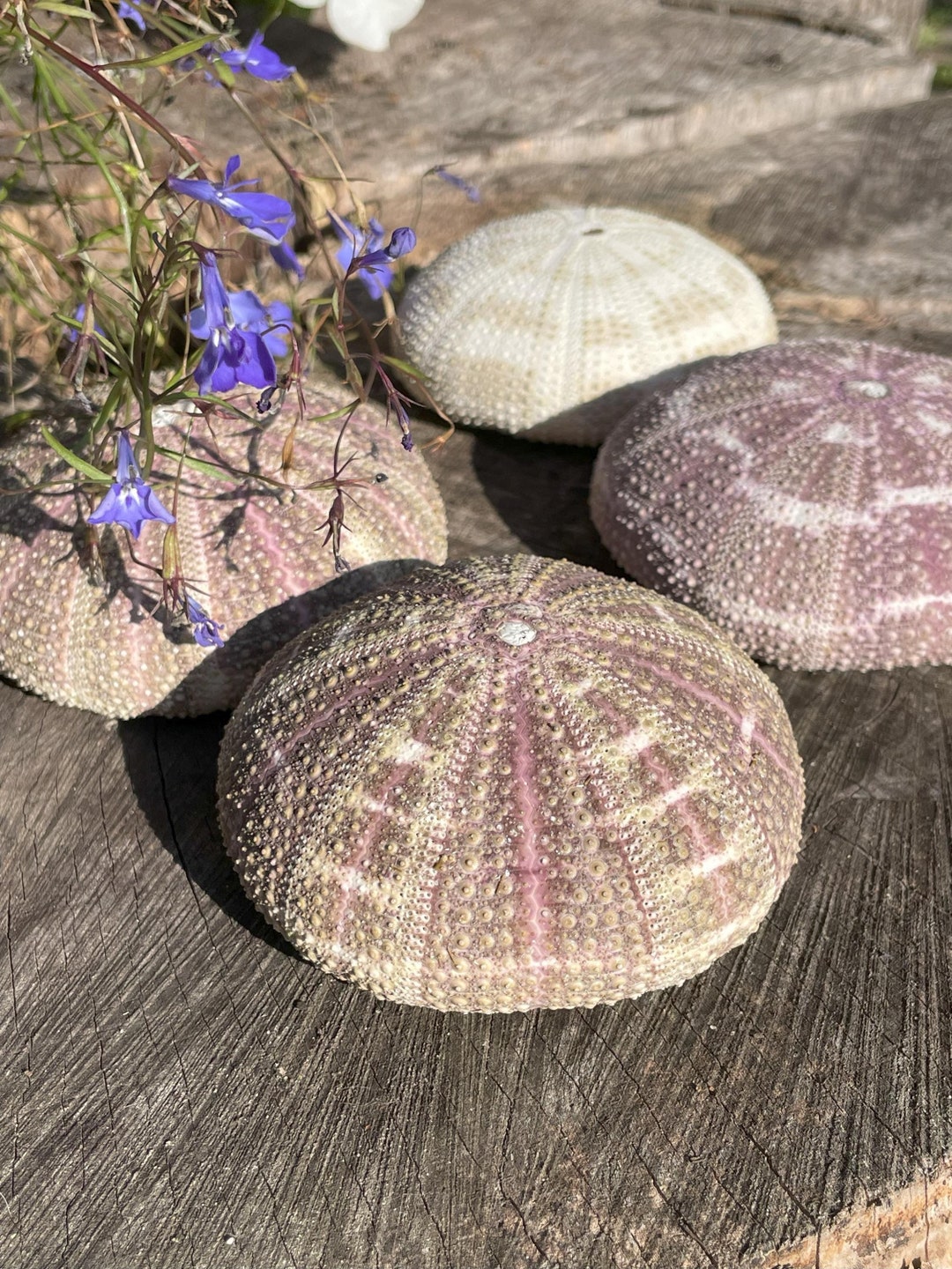 Sea Urchin Alfonso 3 Sizes Sea Urchin Shell Decoration Craft Large ...