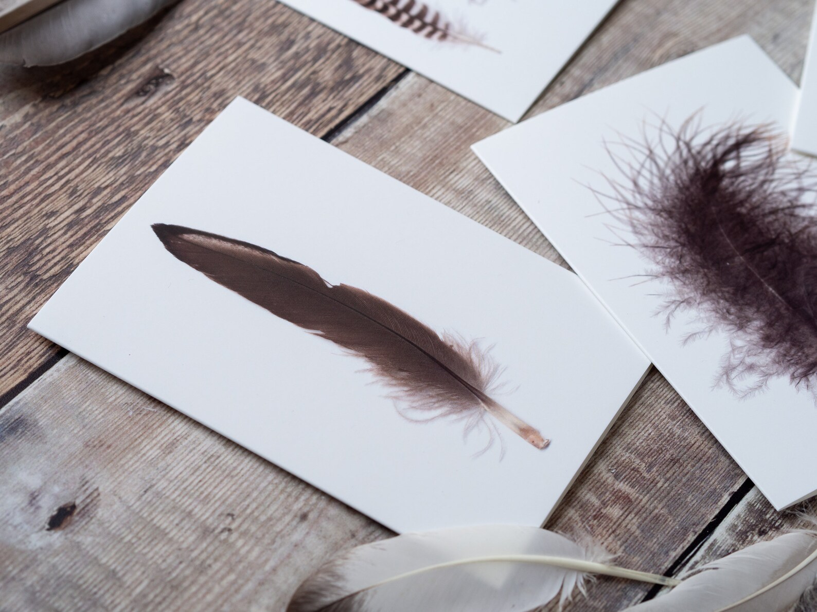 Feather Card Blank Greeting Card / Notecard With Recycled - Etsy