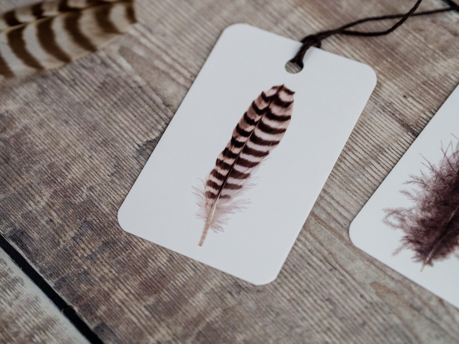 Buzzard Feather Stationery Set Card Sticker & Gift Tag | Etsy