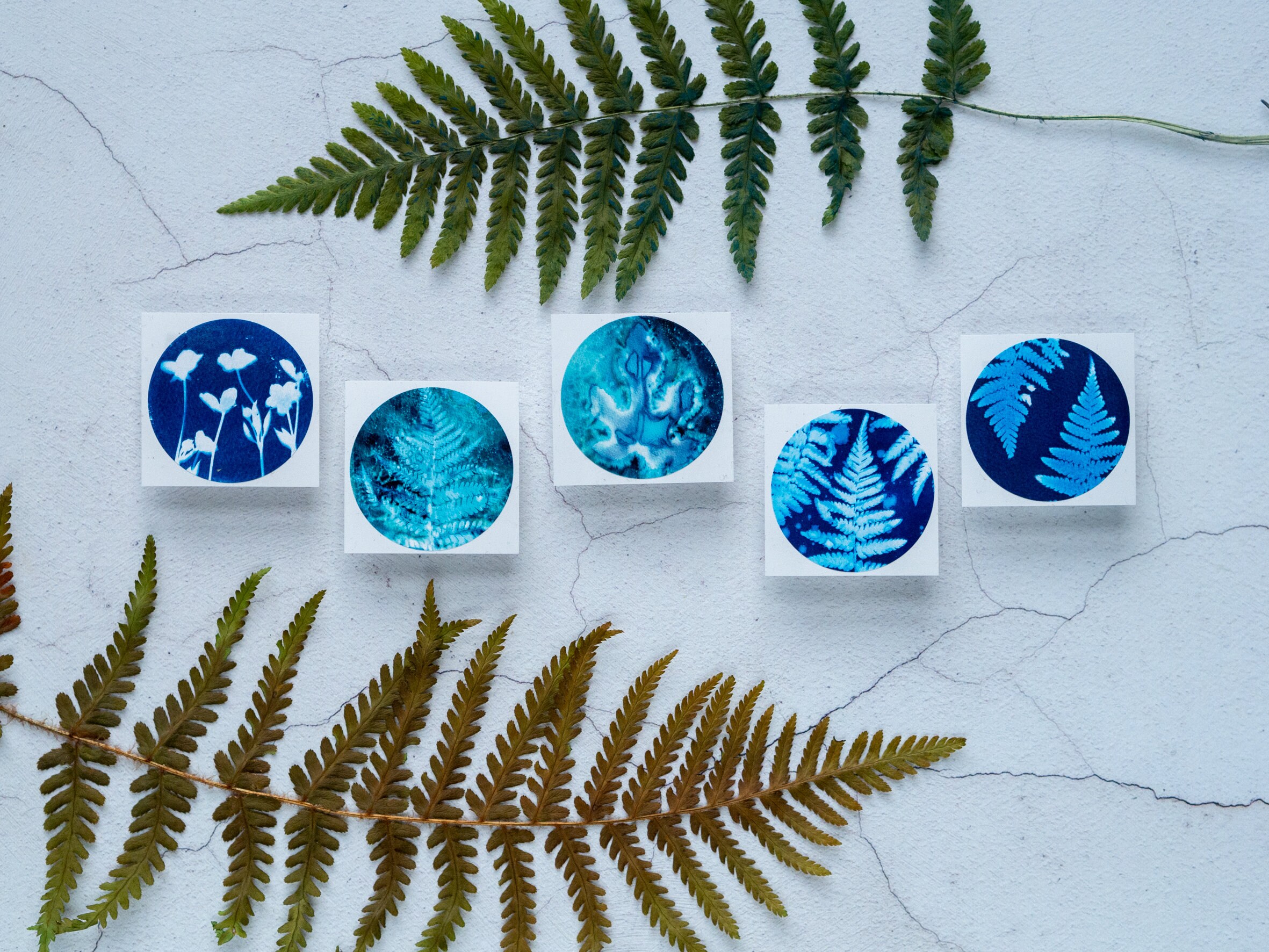 Blue Botanical Cyanotype Stickers Pack of 10 Round Glossy | Etsy