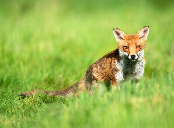 Red fox image 1 red fox print red fox picture red fox | Etsy