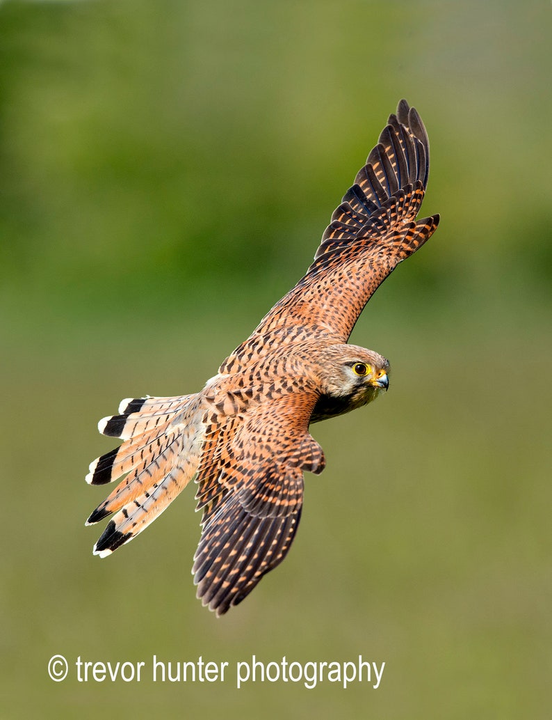 Female Kestrel Female Kestrel Print Female Kestrel Photograph Kestrel ...