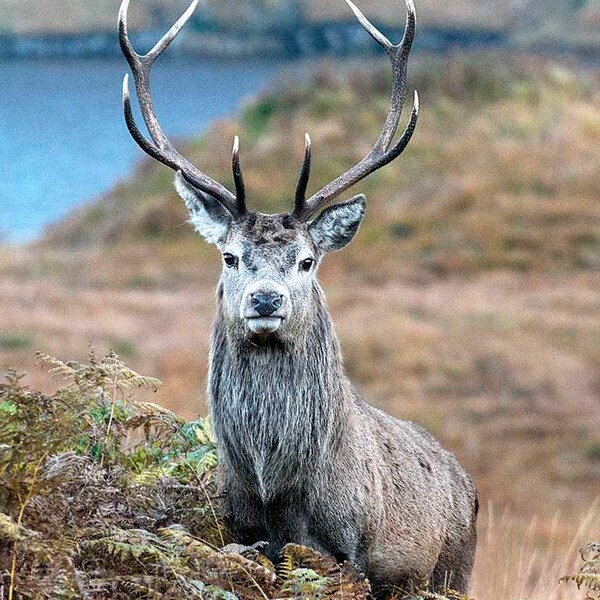 Stag Picture - Etsy