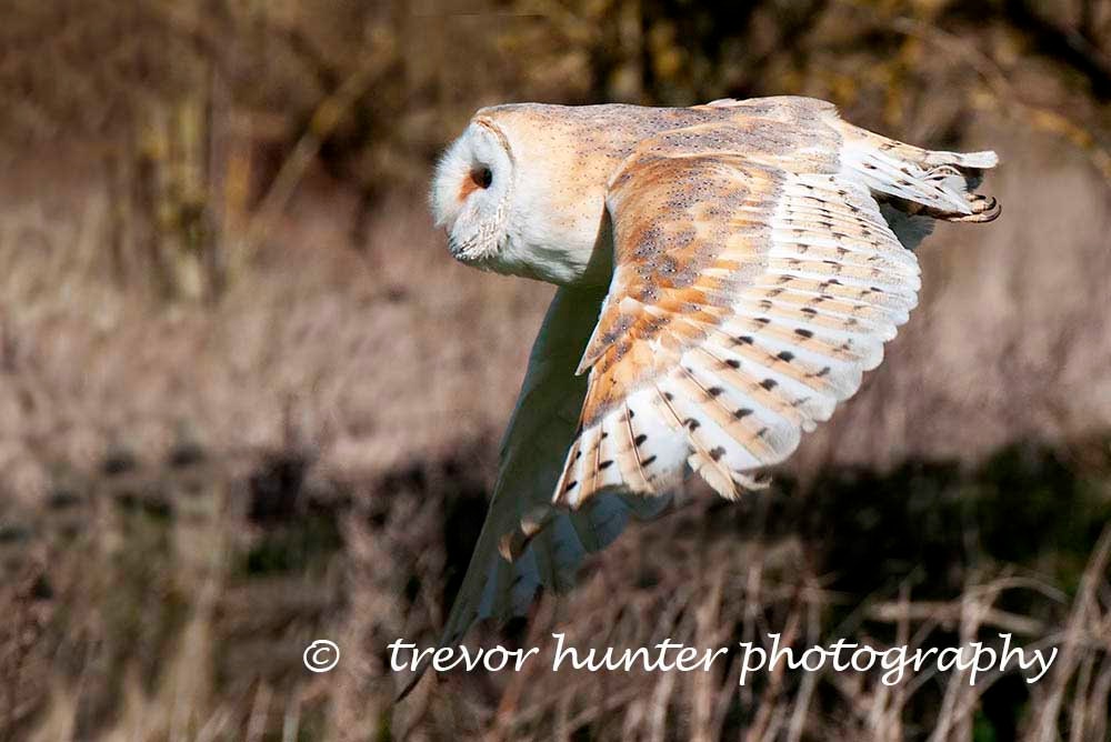 Hibou de grange en vol Photo de Barn Owl fr Photo Barn Owl Image de ...