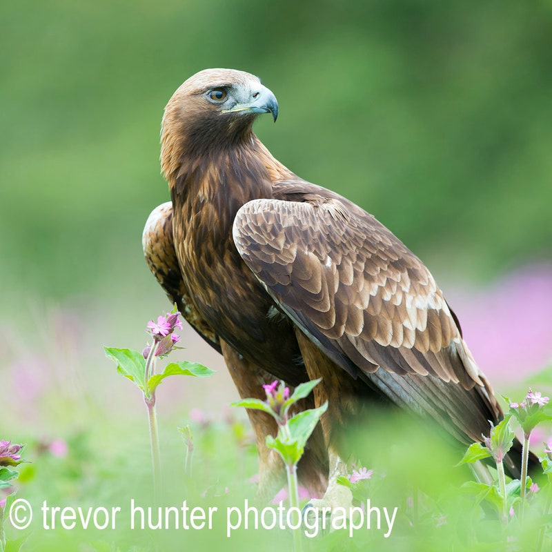 Eagle Picture - Etsy