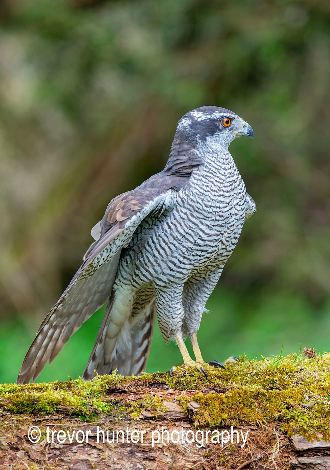 Male Goshawk Goshawk Picture Goshawk Photograph Goshawk Print Goshawk ...
