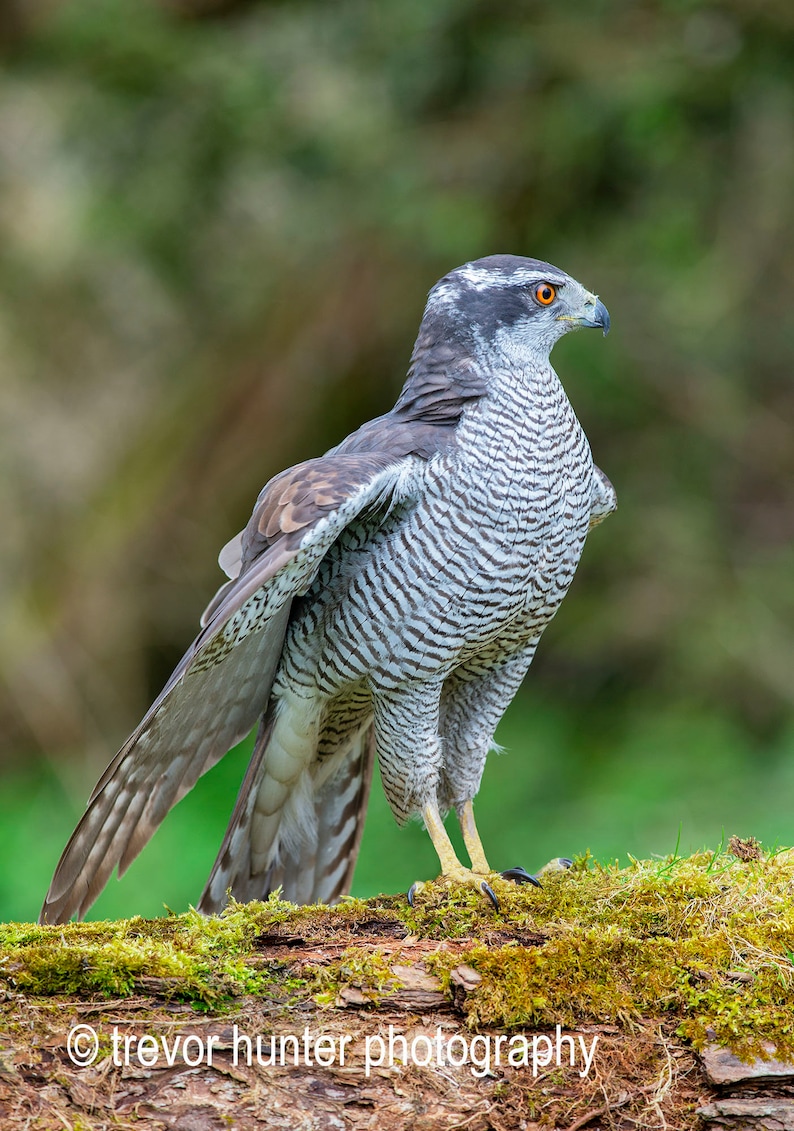 Male Goshawk Goshawk Picture Goshawk Photograph Goshawk Print Goshawk ...