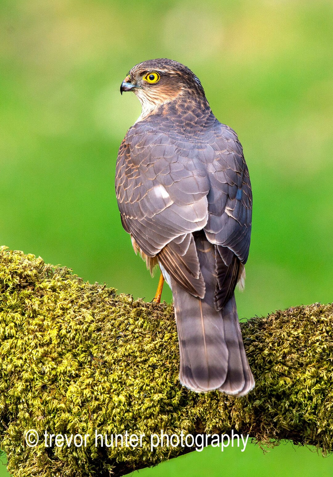 Sparrowhawk Image 2 Sparrowhawk Print Sparrowhawk Photograph ...