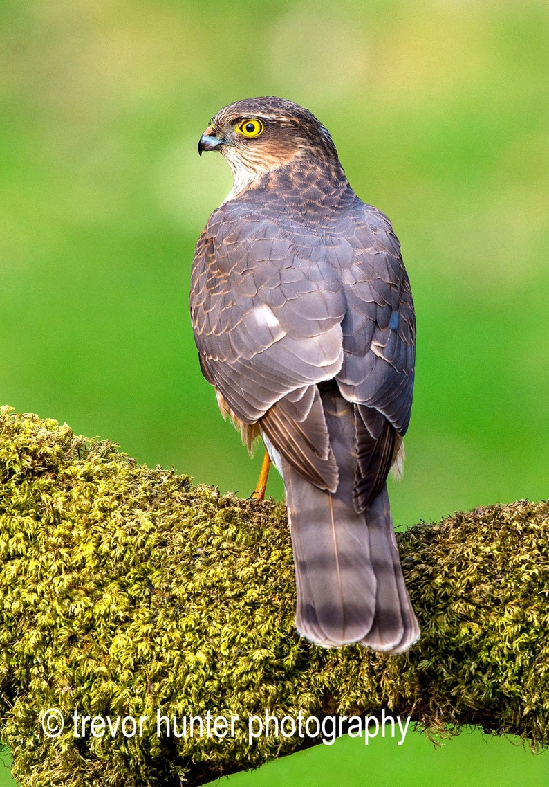 Sparrowhawk Image 2 Sparrowhawk Print Sparrowhawk Photograph ...