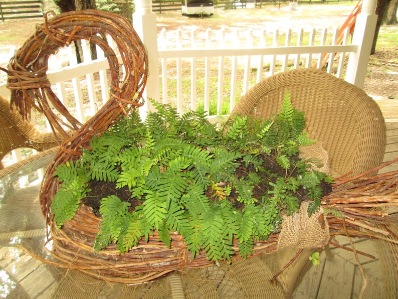 Resurrection Ferns -1 Order - 9" by 12" Piece or Add Ups to That Amount ...